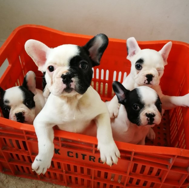 60 of the most adorable tiny animals you will ever see