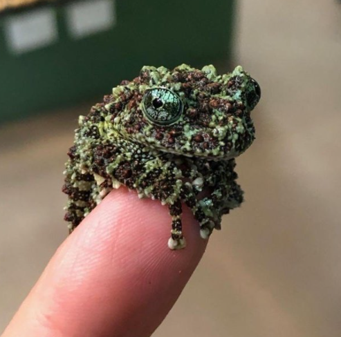 60 of the most adorable tiny animals you will ever see