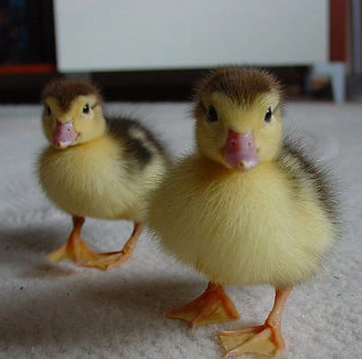 60 of the most adorable tiny animals you will ever see