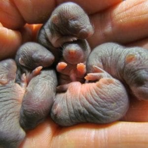 60 of the most adorable tiny animals you will ever see