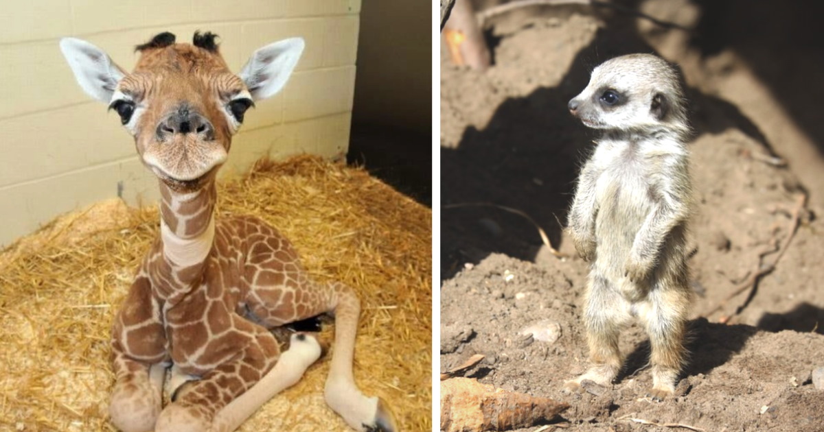 60 of the most adorable tiny animals you will ever see