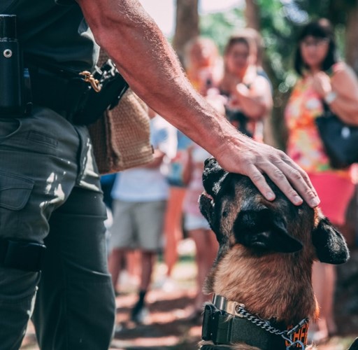 K9 is honored with 1 last ride in police car before being put to sleep