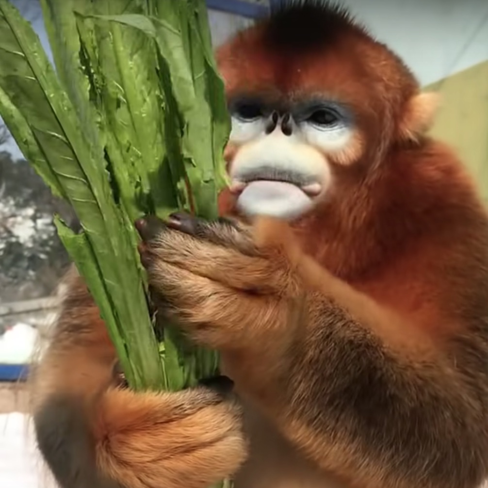 Monkey that looks like stuffed-toy animal can't get enough berries
