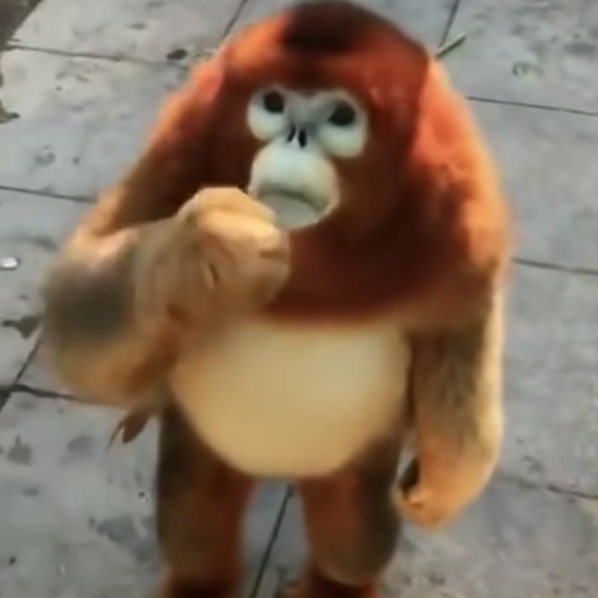 Monkey that looks like stuffed-toy animal can't get enough berries