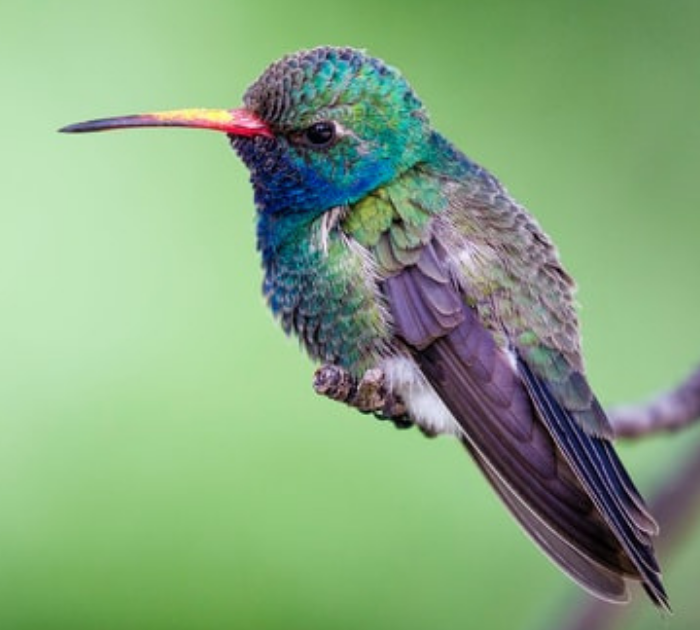 Dozens of hummingbirds have adorable pool party in rare gathering