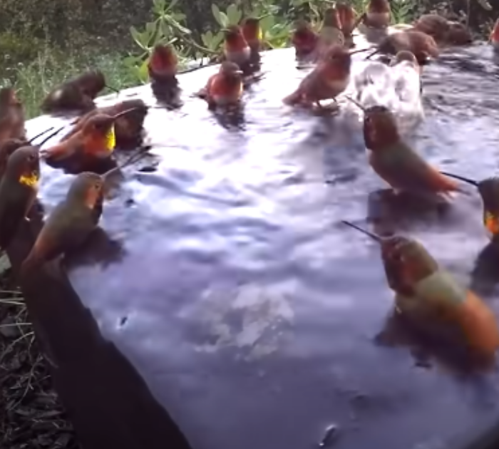Dozens of hummingbirds have adorable pool party in rare gathering