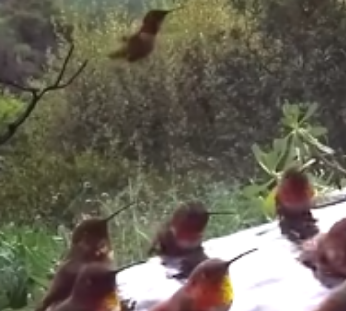 Dozens of hummingbirds have adorable pool party in rare gathering