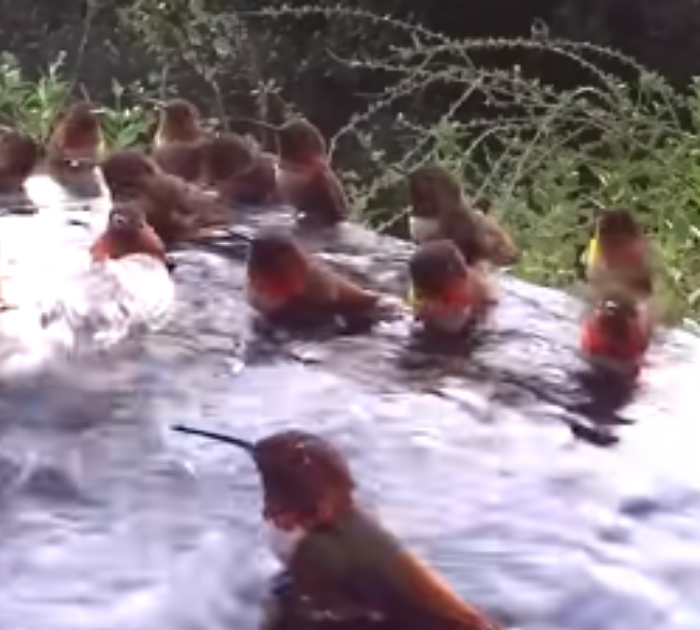 Dozens of hummingbirds have adorable pool party in rare gathering