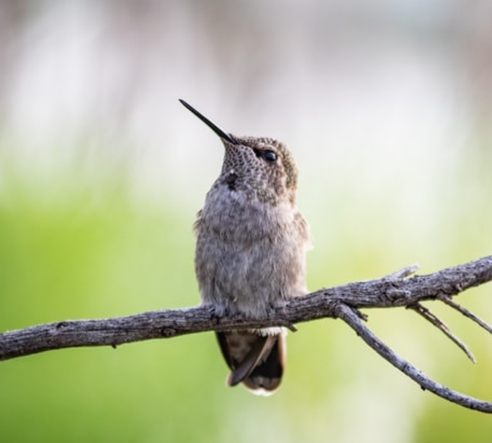 Dozens of hummingbirds have adorable pool party in rare gathering