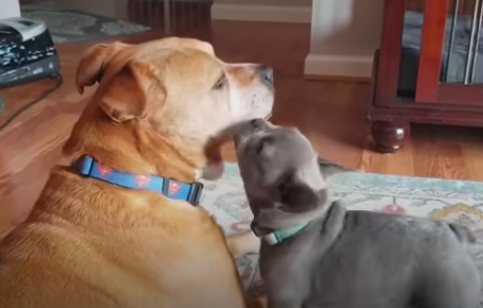 1-pound puppy won’t stop biting 125-pound Great Dane’s cheeks
