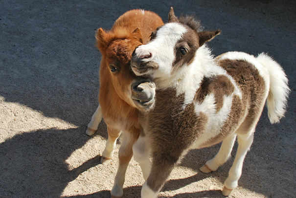 40 adorable photos of mini horses