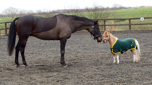 40 adorable photos of mini horses