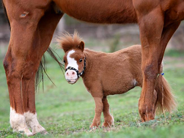 40 adorable photos of mini horses