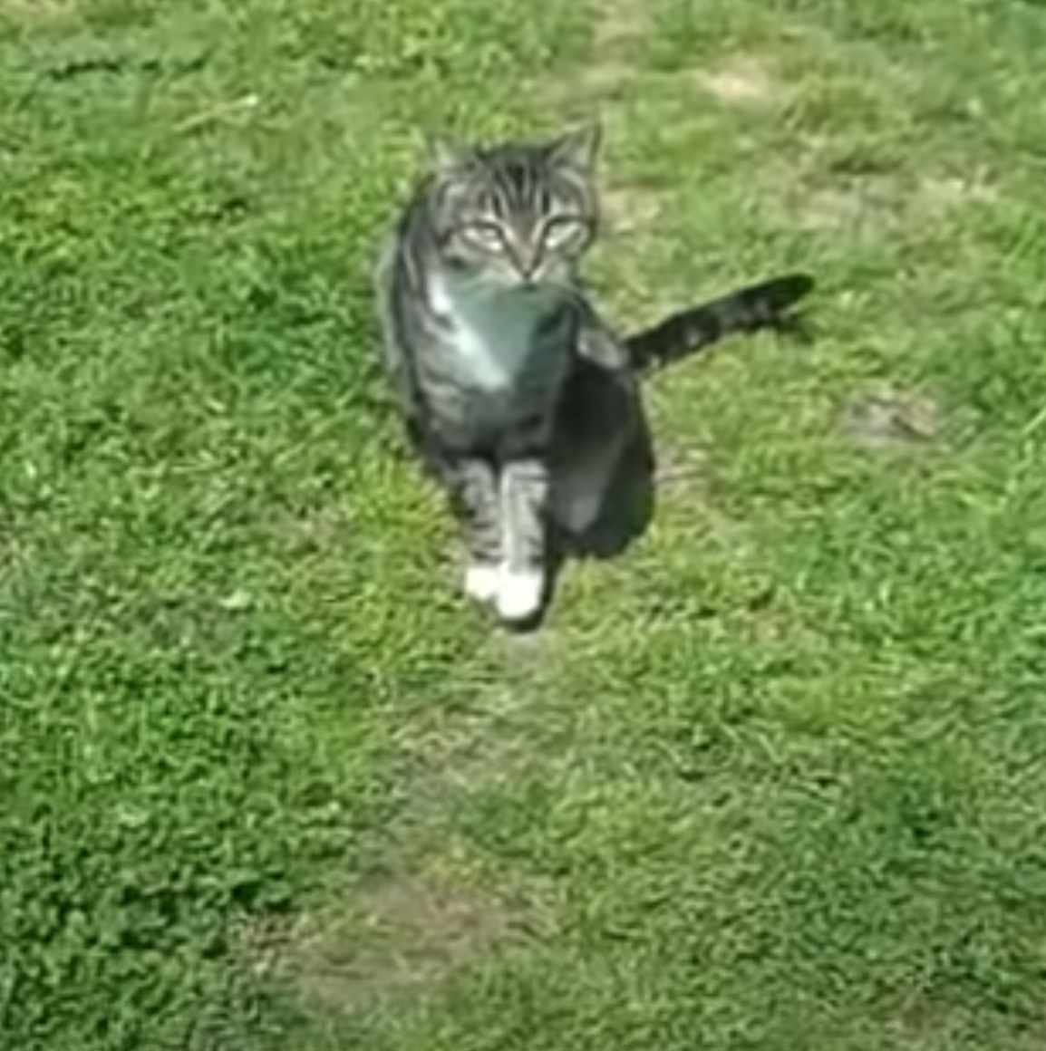 Funny cat fakes limp in an attempt to get invited inside the home