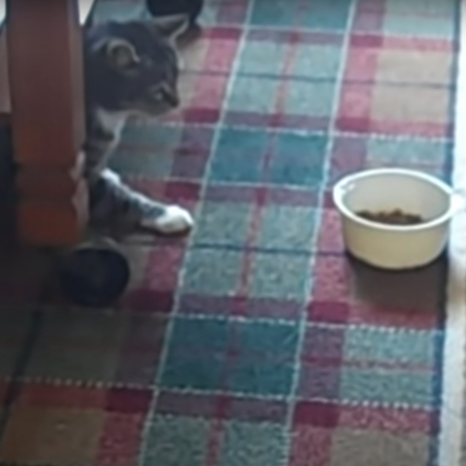 Funny cat fakes limp in an attempt to get invited inside the home