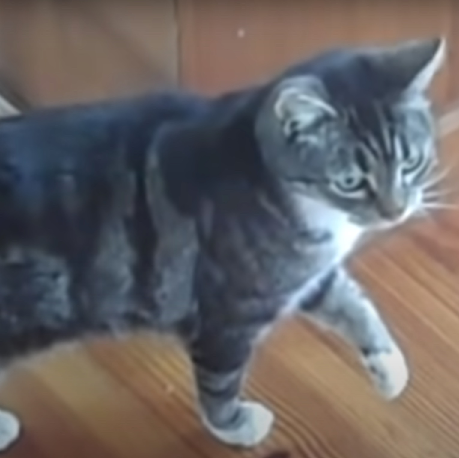 Funny cat fakes limp in an attempt to get invited inside the home