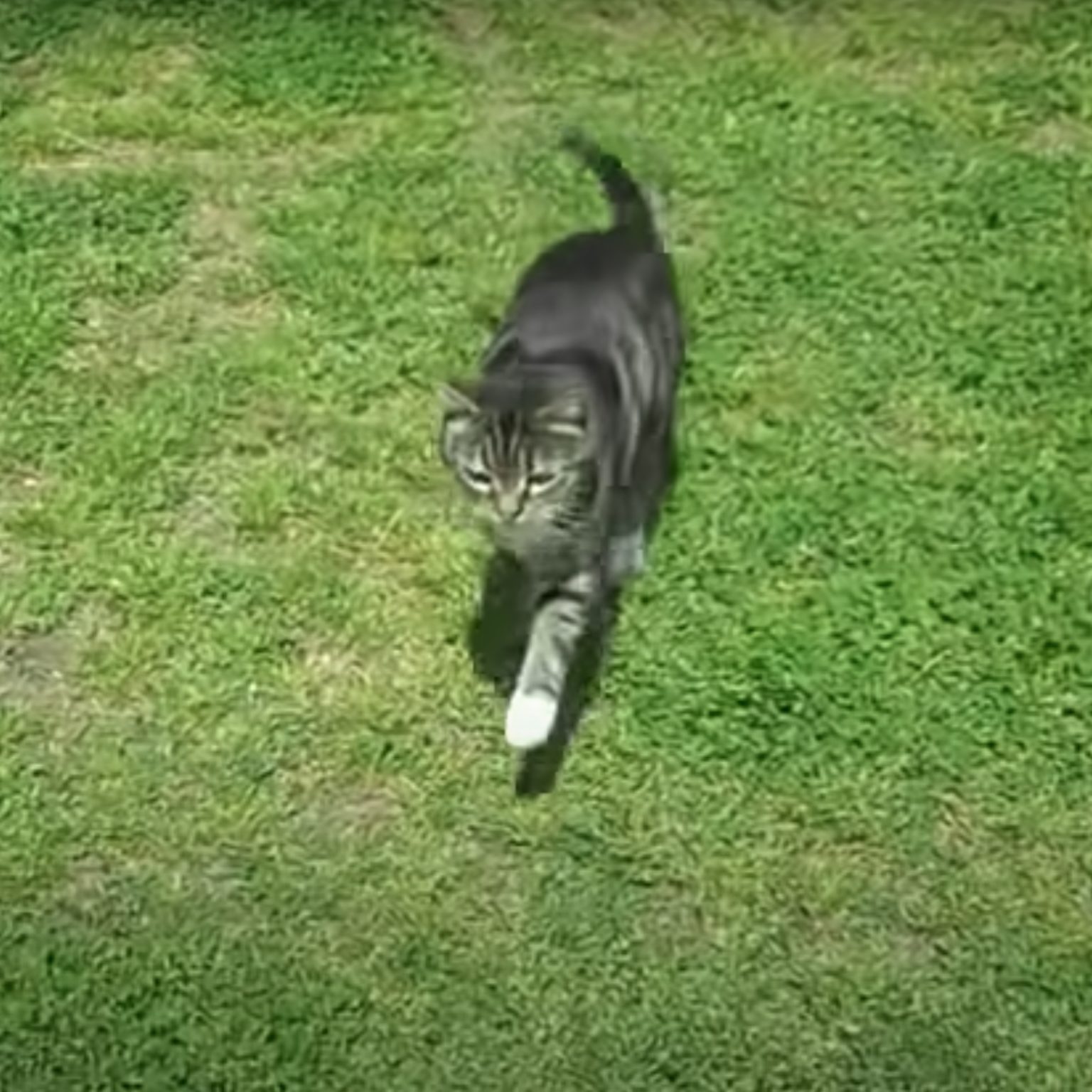 Funny cat fakes limp in an attempt to get invited inside the home