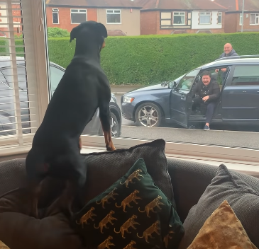 Rottweiler melts hearts with her sweet ‘greeting’ for beloved grandparents