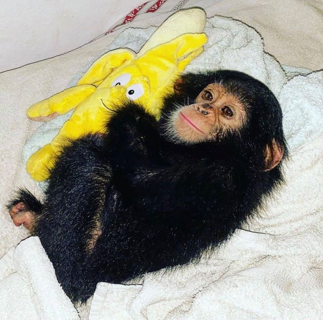 Adorable rescued baby chimp falls asleep in pilot’s lap as they fly to ...
