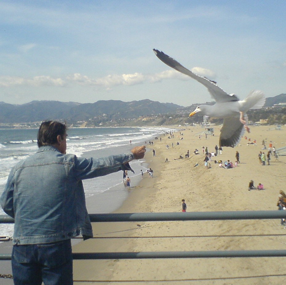 Video showing seagull casually riding on back of another seagull goes viral