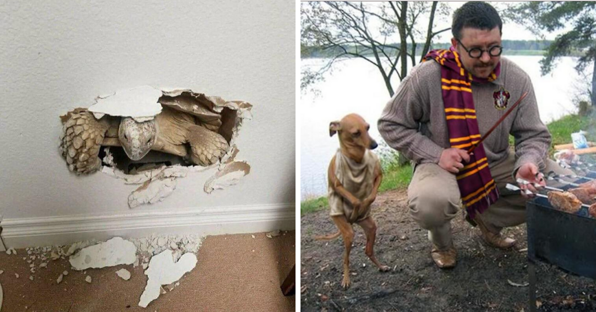 45 Strange and unusual photos of animals that simply “cannot be explained”