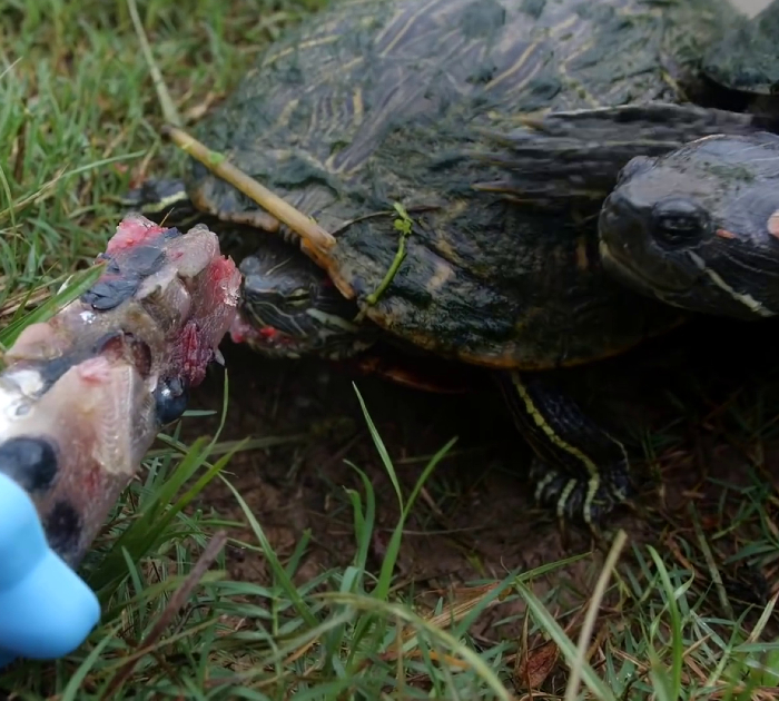Man makes homemade popsicles for turtles and feeding frenzy gets over ...