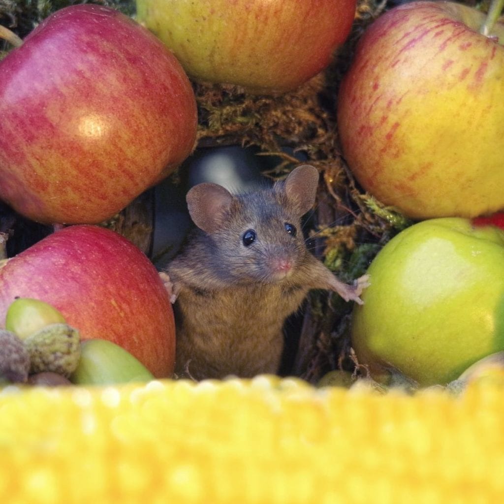 Man Builds Enchanting Village For Mouse He Found In His Garden