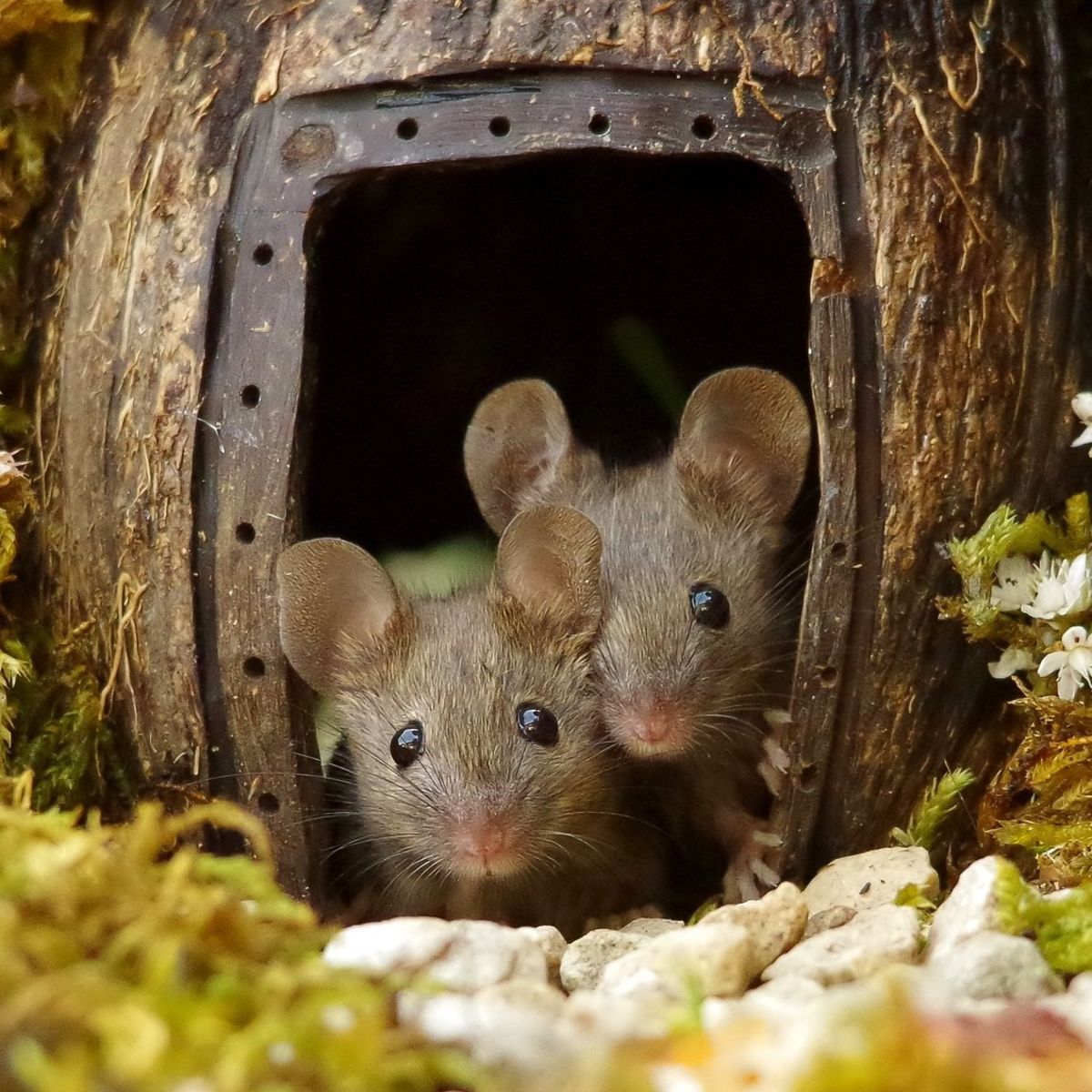 Man Builds Enchanting Village For Mouse He Found In His Garden