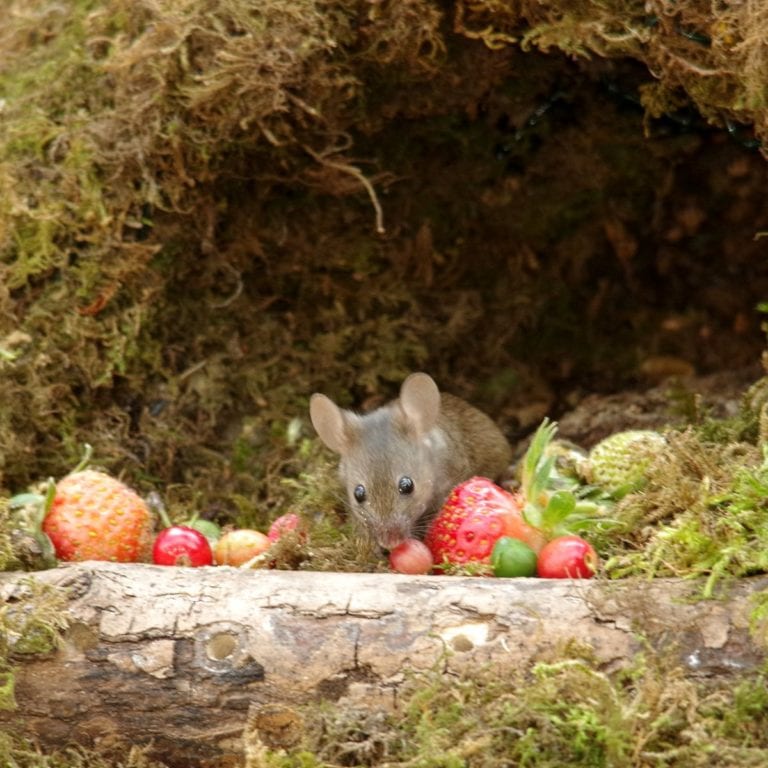 Man Builds Enchanting Village For Mouse He Found In His Garden