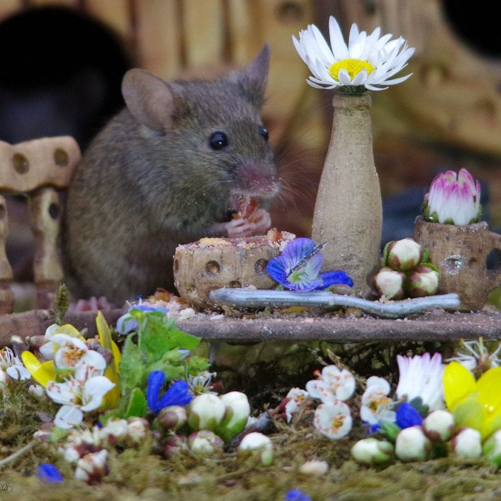 Man Builds Enchanting Village For Mouse He Found In His Garden