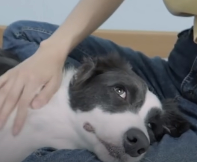 Older Dog Won’t Leave Brother’s Side When He Gets Sick