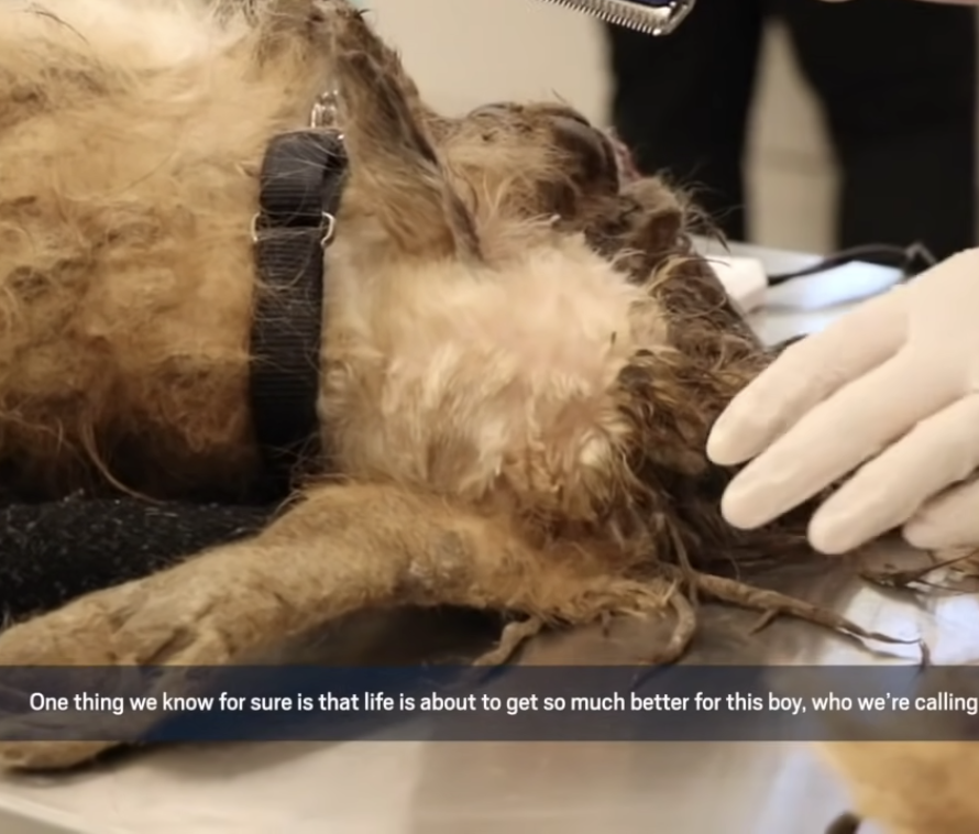 Severely Matted Little Dog Gets Nearly 7 Pounds Of Fur Removed