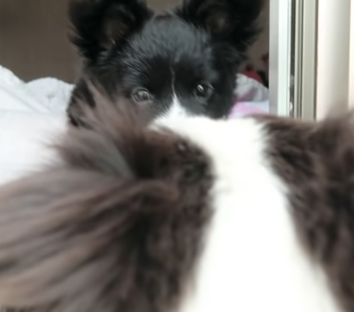 Older Dog Won’t Leave Brother’s Side When He Gets Sick