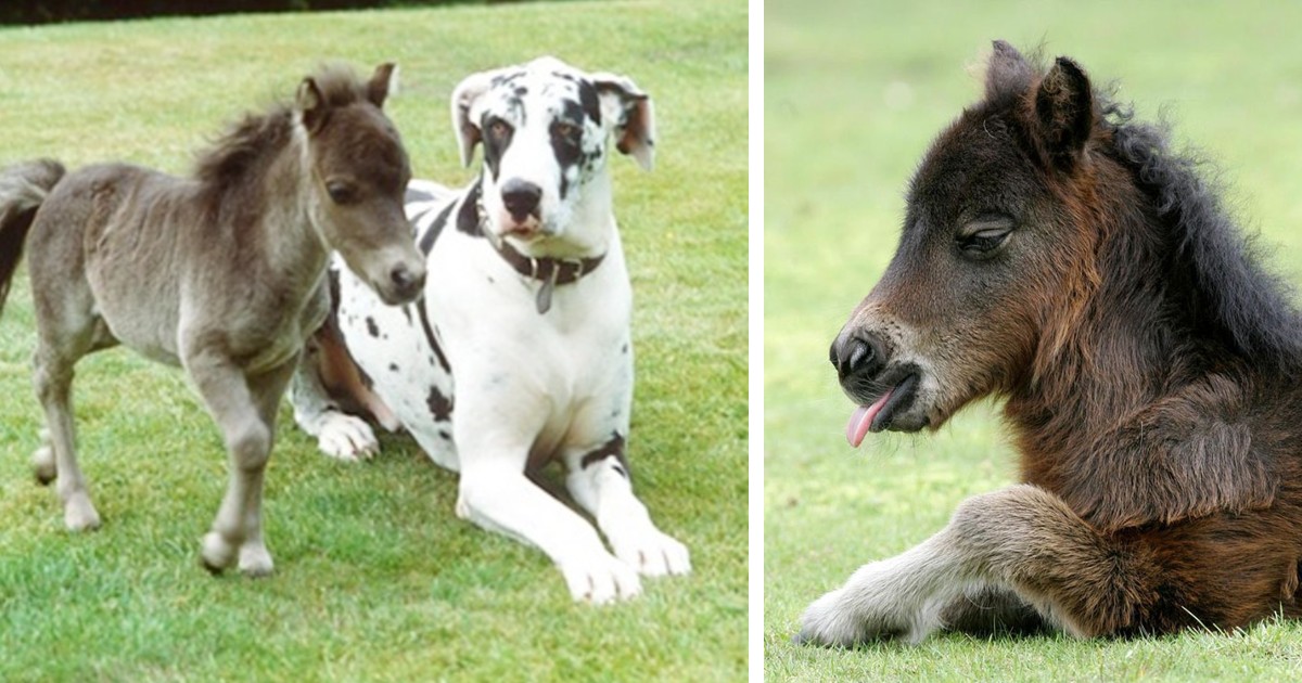 40 adorable photos of mini horses