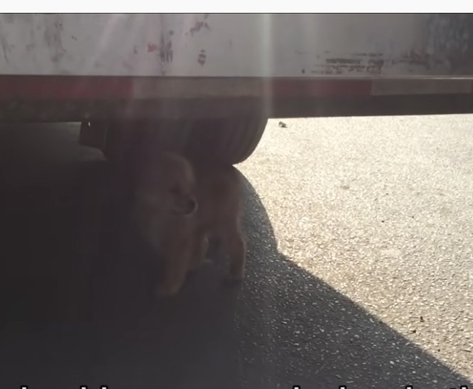 Homeless dog wanders through market looking for someone to save him