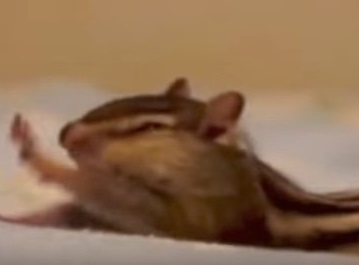 Rescue chipmunk discovers new bedsheets and can’t contain his joy