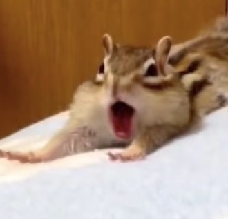 Rescue chipmunk discovers new bedsheets and can’t contain his joy