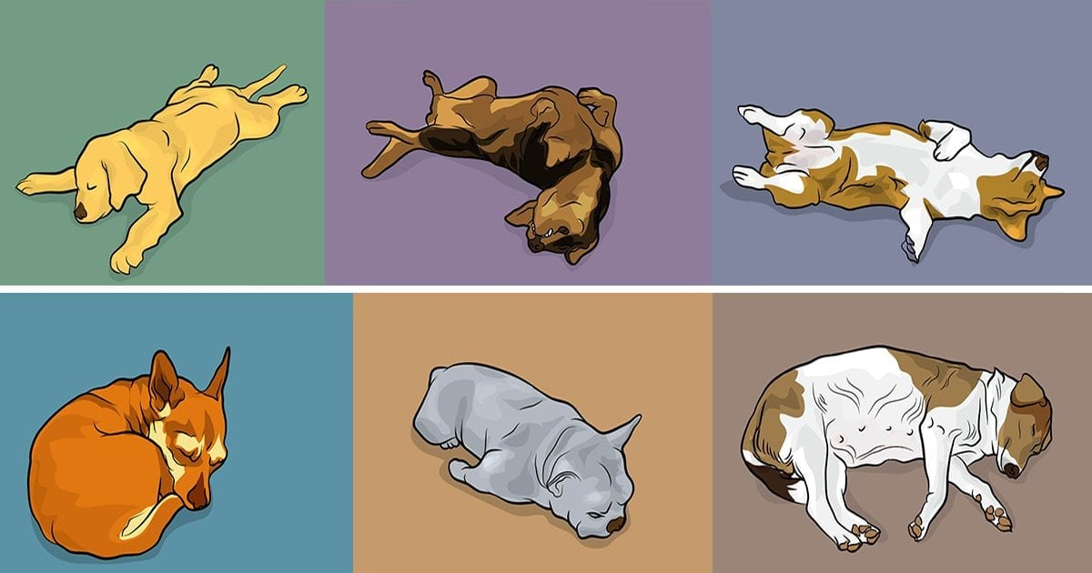 50 Conductas De Perros Y Sus Significados