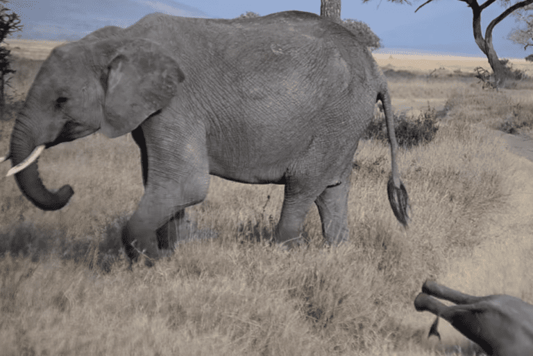Baby elephant throws temper tantrum in middle of road but then mom steps in