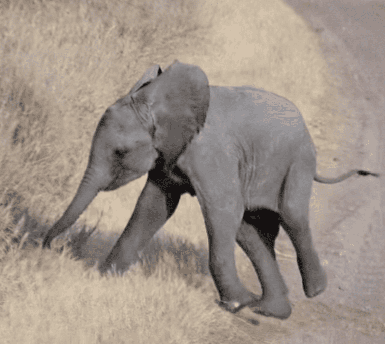 Baby elephant throws temper tantrum in middle of road but then mom steps in