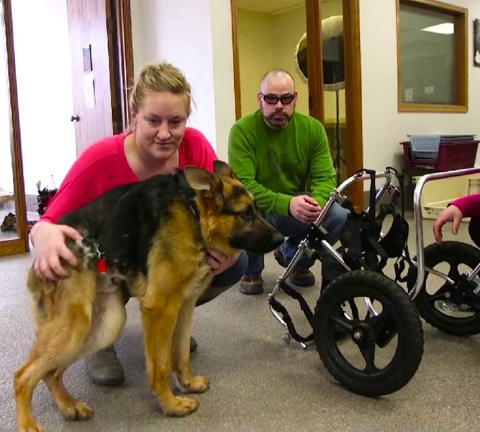 Hunchback German shepherd with short-spine syndrome is living his best life