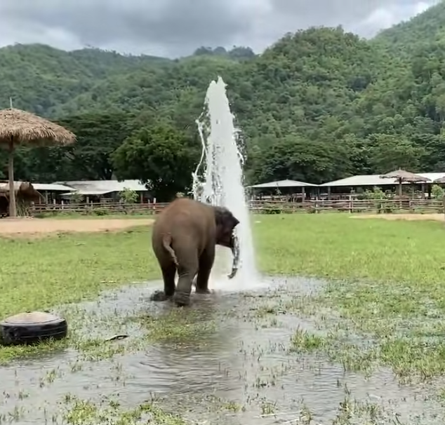 Adorable baby elephant uses broken water pipe as her own personal sprinkler