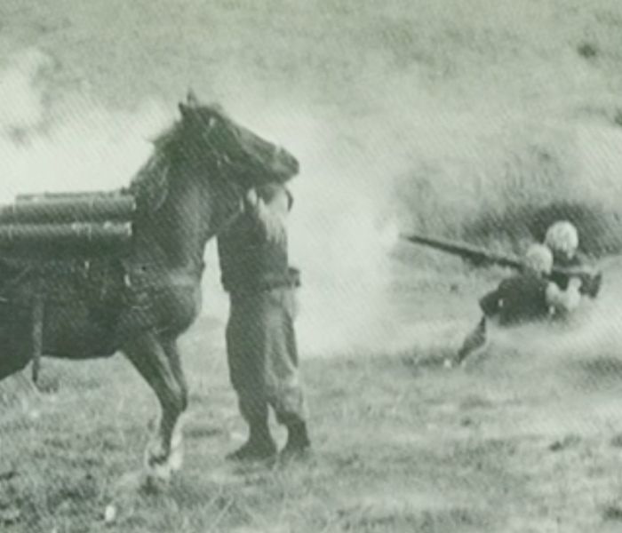 Sgt. Reckless is the most celebrated warhorse in American history for a ...