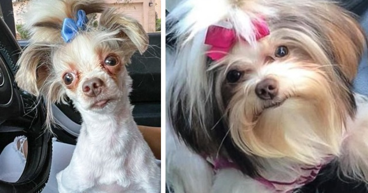 Stunning photos of dogs before and after their grooming visit