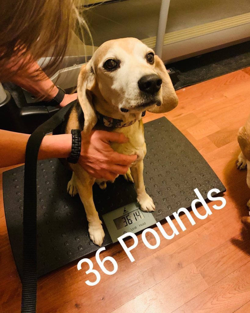 90-pound Beagle loses 70 percent of his body weight