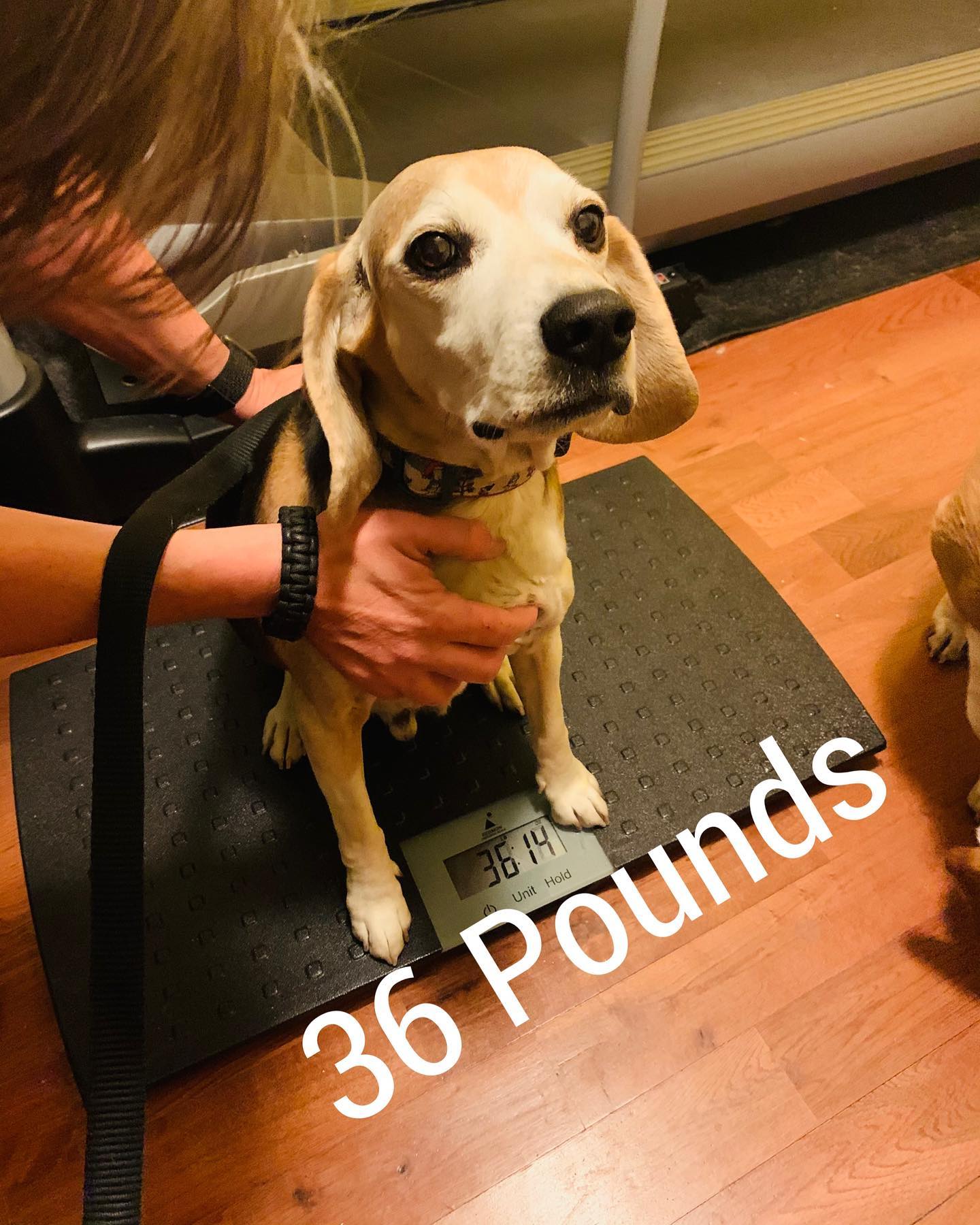 90-pound Beagle loses 70 percent of his body weight