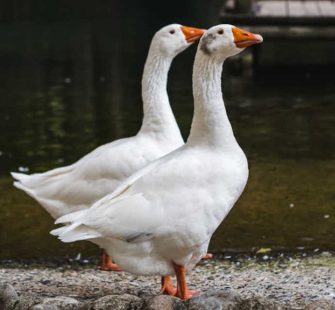 Devoted goose shows unwavering loyalty to mate when rescuers take him ...