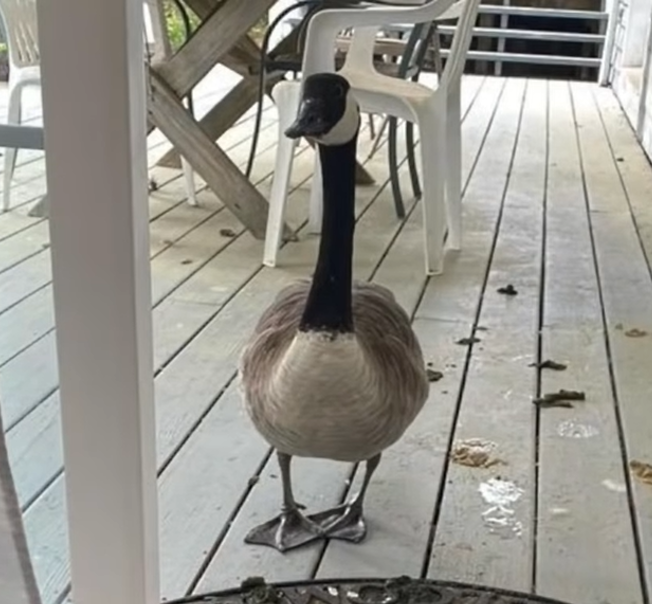 Devoted goose shows unwavering loyalty to mate when rescuers take him ...