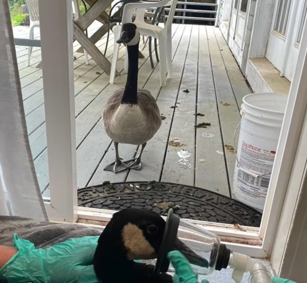 Devoted goose shows unwavering loyalty to mate when rescuers take him ...