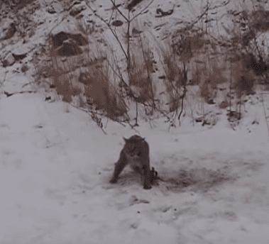 Two men risk their safety to try to save scared bobcat stuck in bear trap